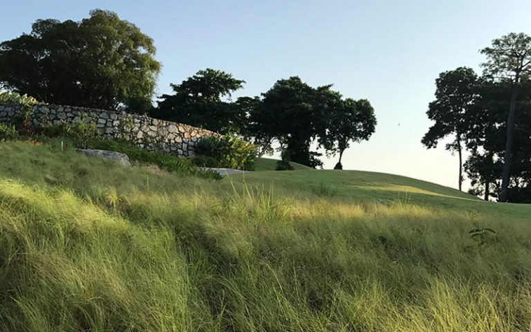 Native Grasses | Turf & Irrigation