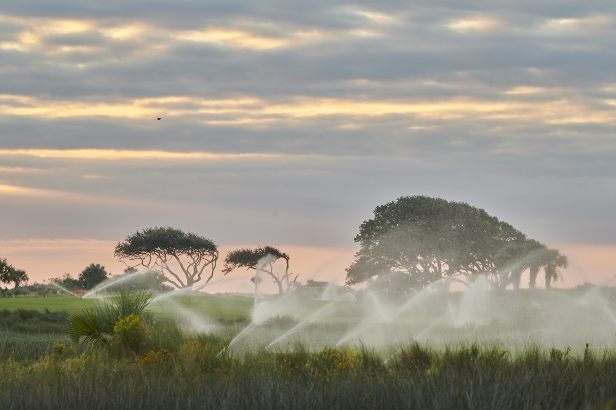 Turf Grass Varieties: A Guide To A Lush Green Landscape | Turf & Irrigation
