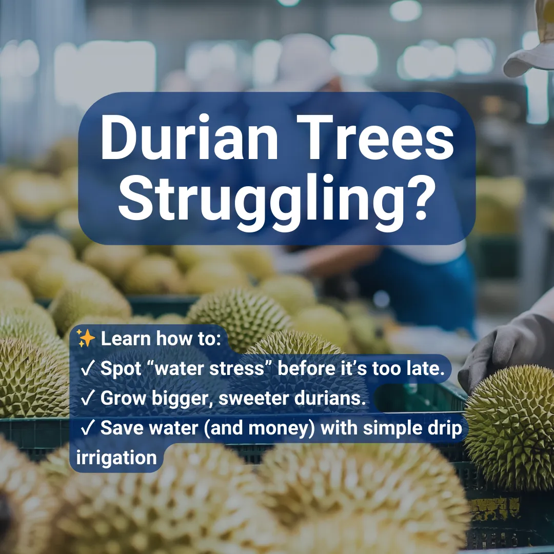 Struggling With Poor Durian Yield? You Might Be Overlooking This ...