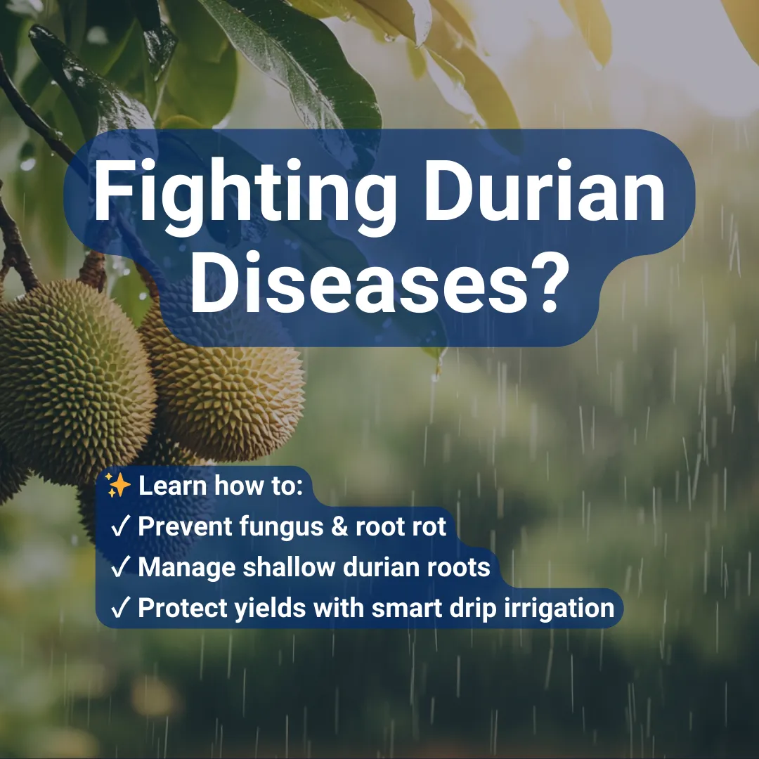 Fighting Durian Tree Diseases? Your Watering Might Be The Reason | Turf ...